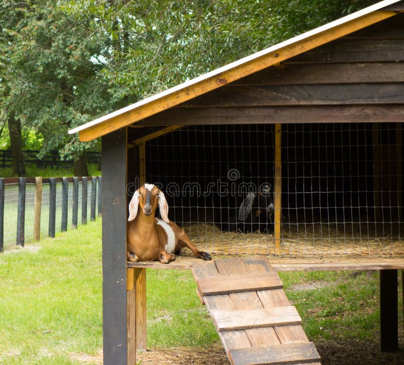 Goat Ramp Stock Photos - Free & Royalty-Free Stock Photos from Dreamstime