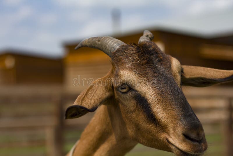 Goat with Long Ears and Horns Closeup on Blurred Farm Background Stock ...