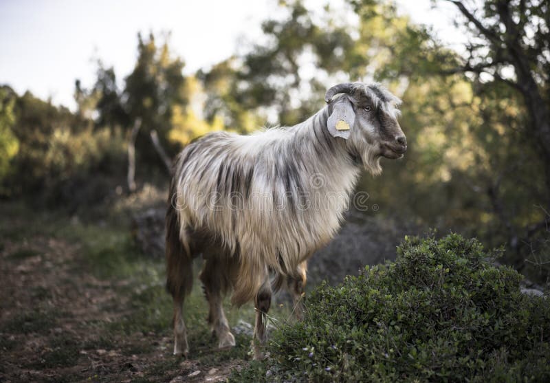 Goat stock photo. Image of turkey, long, landscape, angora - 88727316