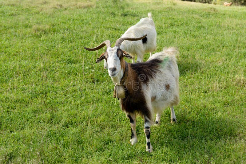 Goat with long horns stock image. Image of horns, rural - 77352149