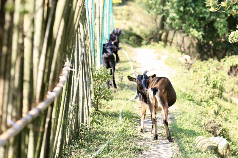 A goat look back stock image. Image of back, look, goat - 133014907