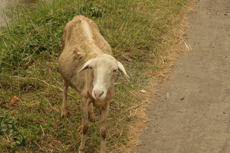 A goat look at you stock image. Image of farming, goat - 325079965