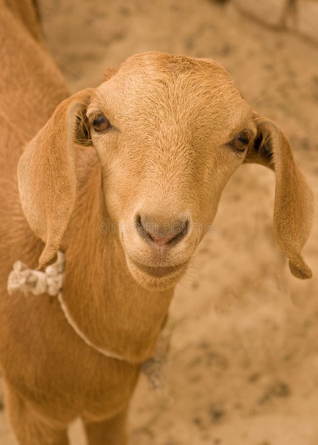 Goat looking at the camera stock photo. Image of farm - 192471682