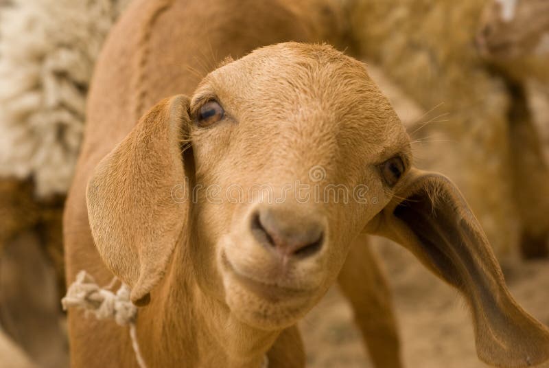Goat looking into camera stock photo. Image of stylish - 14175252