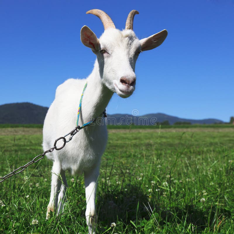 Angry Goat stock photo. Image of face, goat, goats, gesture - 22045160