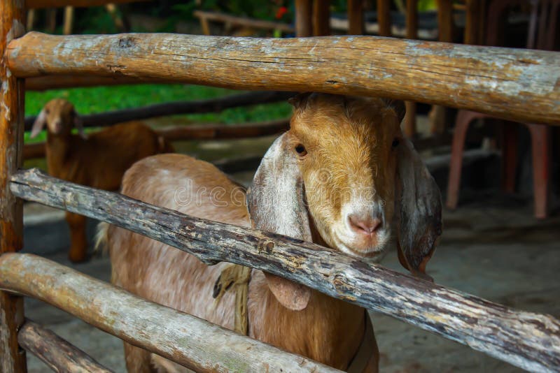 Two Goats Look at the Camera. Goats in the Barn at an Eco Farm Stock ...