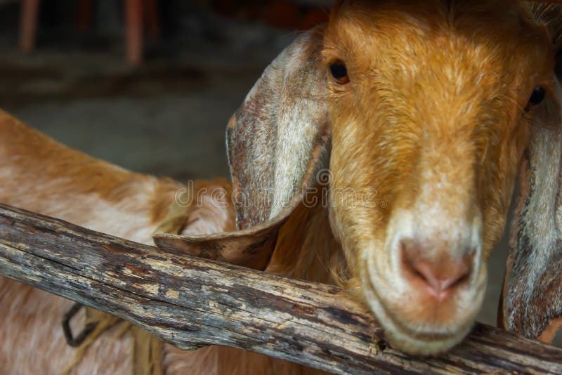 A Goat is Looking at the Camera Stock Image - Image of horned, farm ...