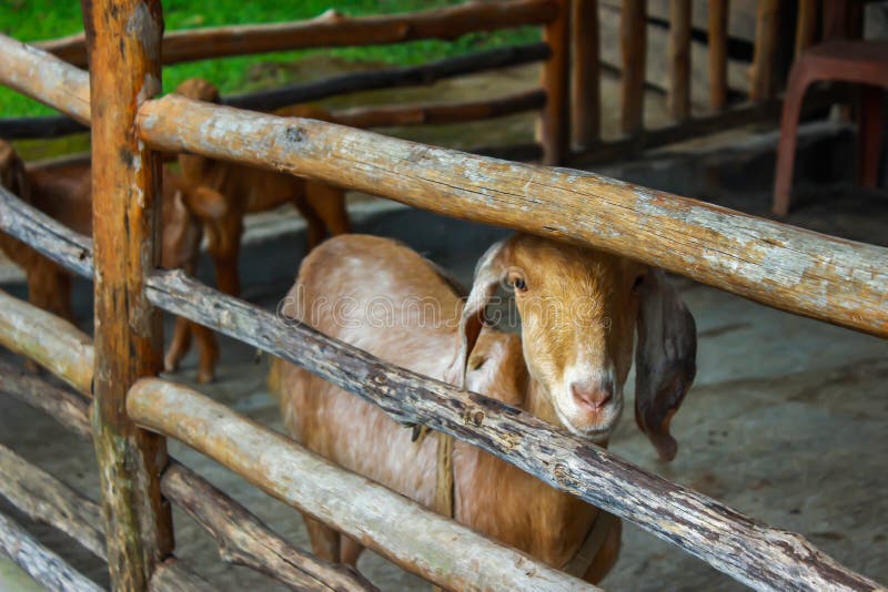 A Goat is Looking at the Camera Stock Image - Image of milk, group ...