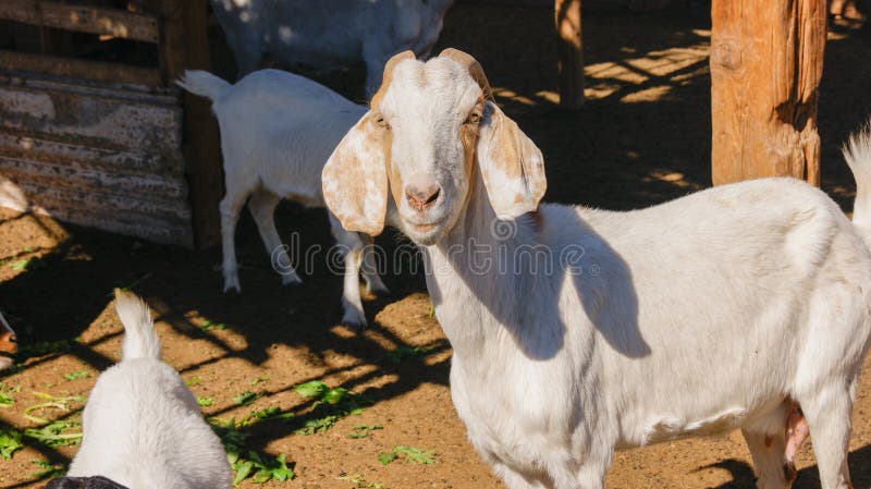 Goat looking the camera stock photo. Image of mammal - 173358612