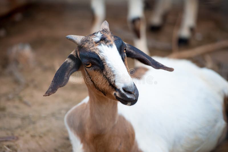 Goat stock image. Image of fluffy, trusting, goat, lovely - 61435975
