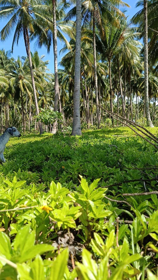 A Goat Looking for Food Under a Coconut Tree Stock Image - Image of ...