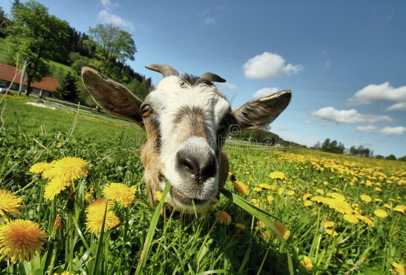 Goat looking stock image. Image of horn, dandelion, goat - 31502483
