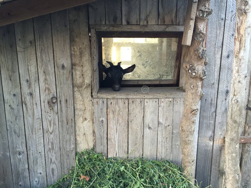115 Goat Looking Window Stock Photos - Free & Royalty-Free Stock Photos ...