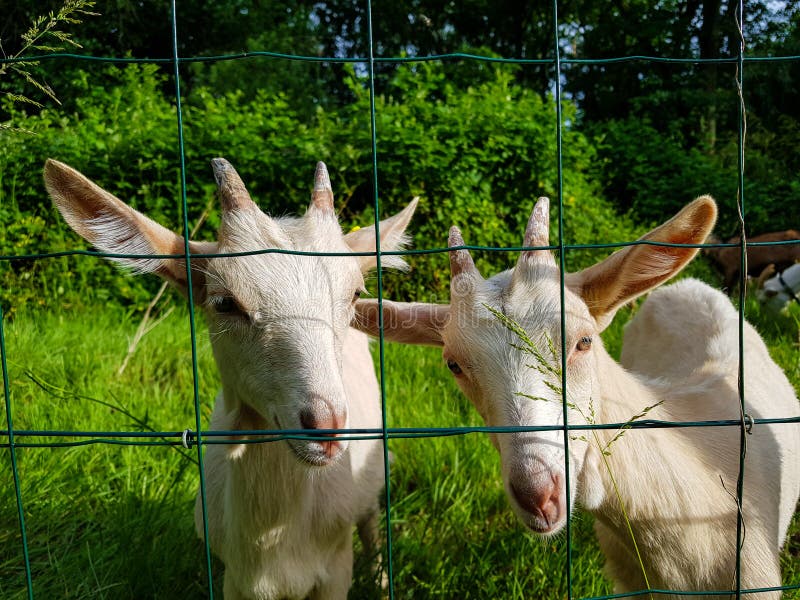 Goat Looking at Camera with Space for Copy Stock Image - Image of copy ...