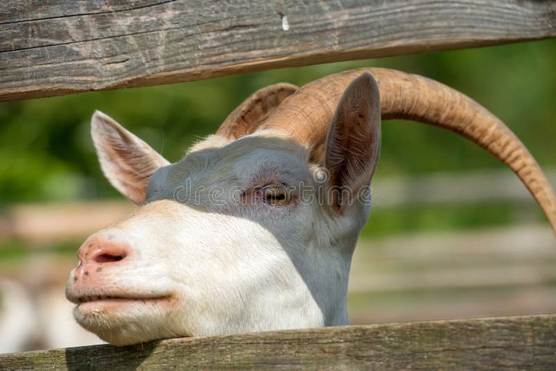 The goat looks stock image. Image of herbivorous, face - 104400005