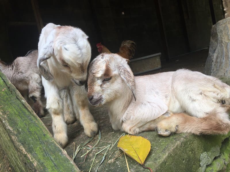 Goat with love stock photo. Image of sheep, love, goat - 114024196