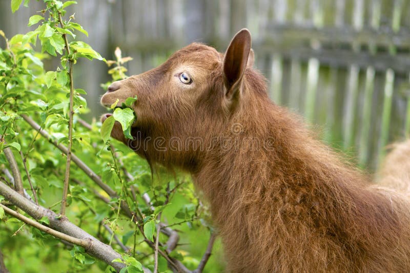 Goat at lunch stock photo. Image of graze, food, eating - 61895346