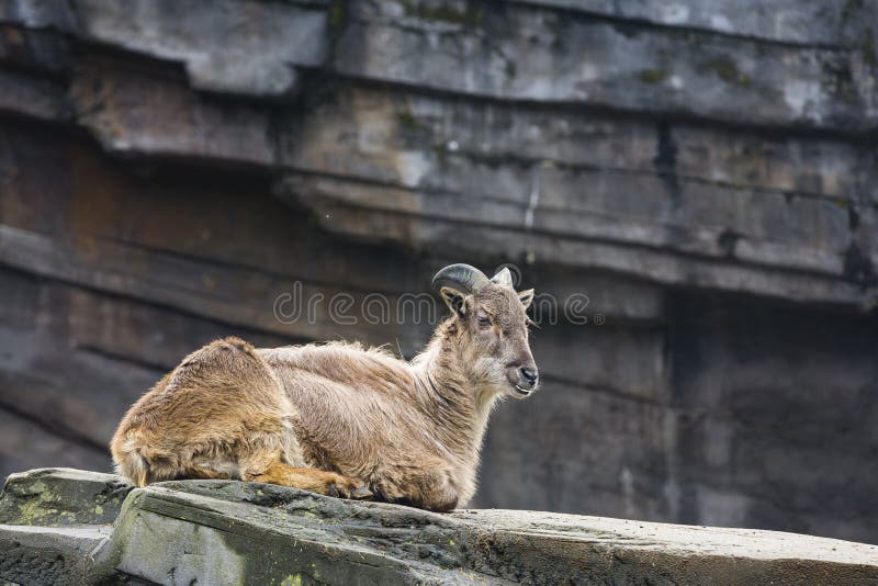 A goat lying down stock photo. Image of outside, antwerp - 83900604