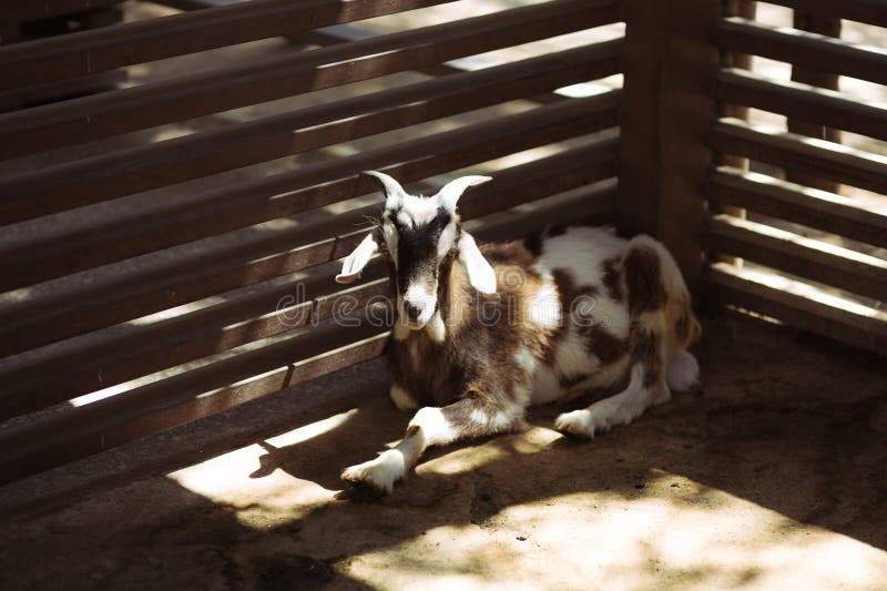 Goat Lying on a Dry Sunny Day Stock Photo - Image of mammal, waiting ...