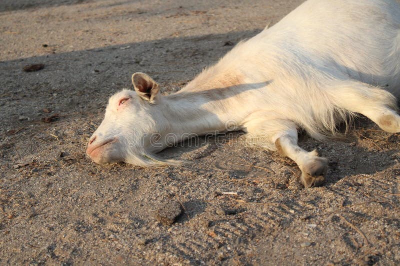 A Goat Lying on the Ground Scratching Itself Stock Image - Image of ...