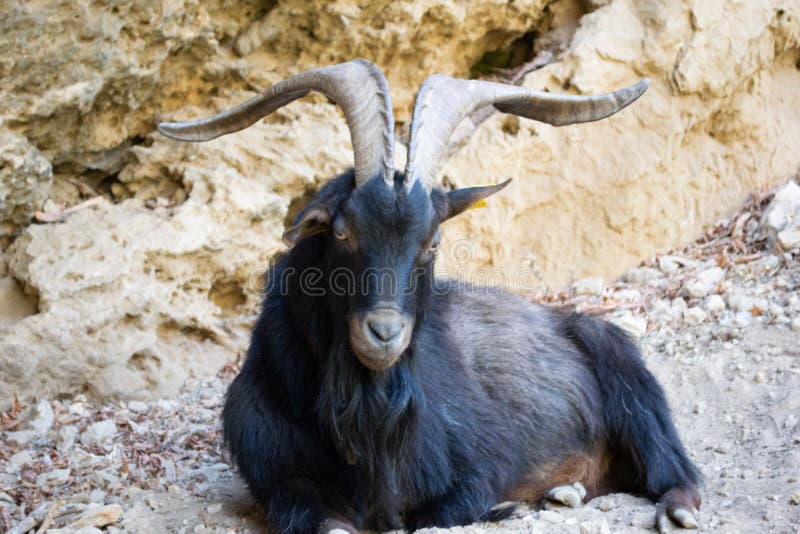 Goat Watching in Green Grass Stock Image - Image of outdoor, face ...