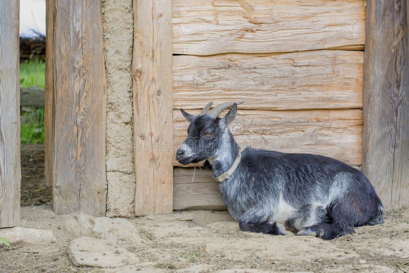 Goat Lying Wooden Sty Stock Photos - Free & Royalty-Free Stock Photos ...