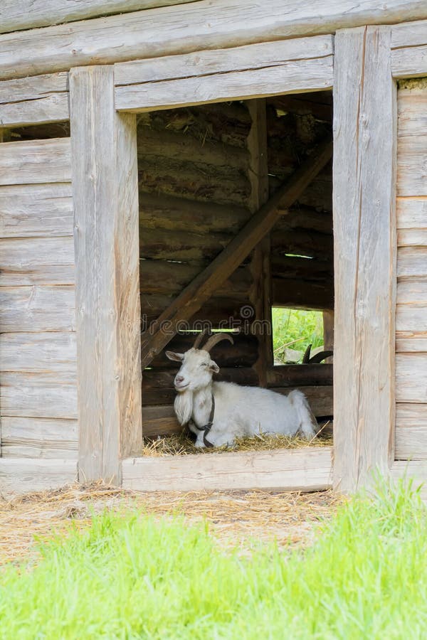 Goat Lying Wooden Sty Stock Photos - Free & Royalty-Free Stock Photos ...