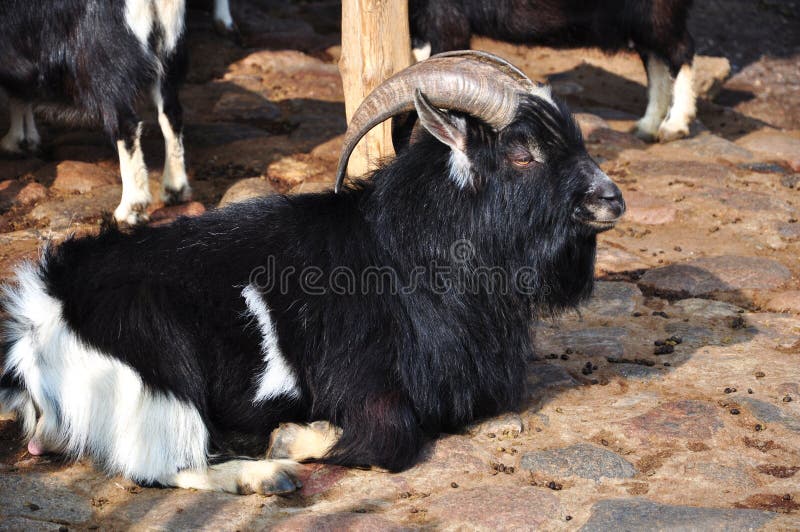 Goat male stock photo. Image of farming, mammal, ranch - 23888374