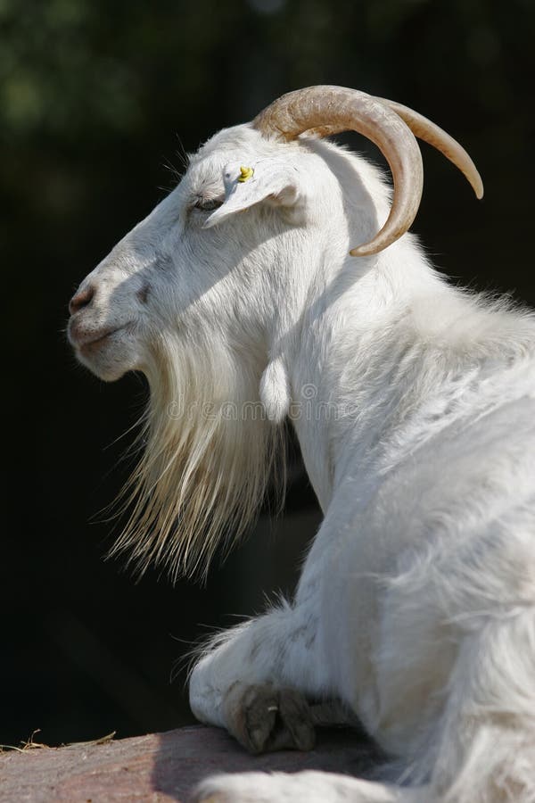 Goat male stock image. Image of field, head, farm, horn - 5925947