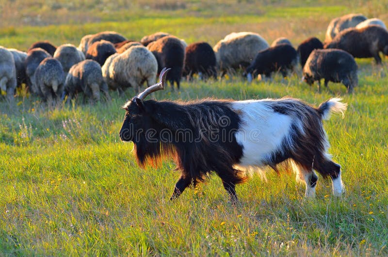 Male Alpha Goat Stock Photos - Free & Royalty-Free Stock Photos from ...