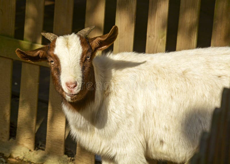 Goat stock image. Image of nature, field, village, green - 82324387