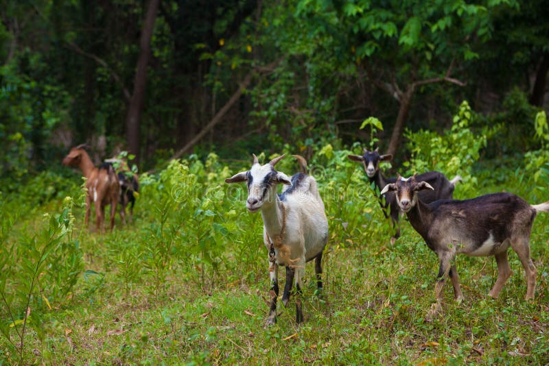 Goat stock photo. Image of happy, domestic, goat, nature - 58823446