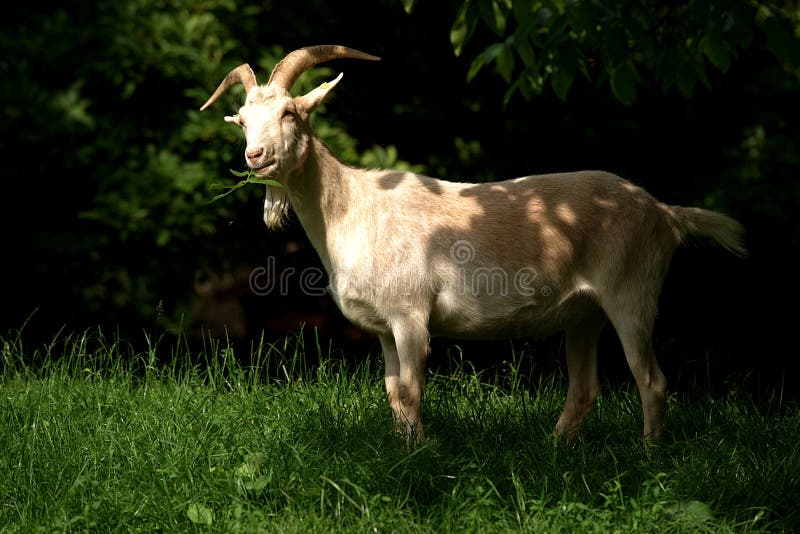 444 Goat Shade Stock Photos - Free & Royalty-Free Stock Photos from ...