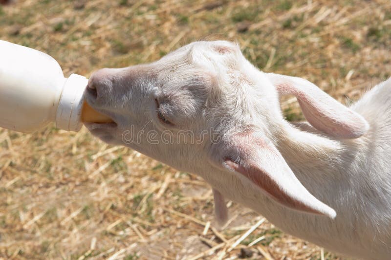 Goat milk stock photo. Image of lamb, small, bottle, farm - 2419882