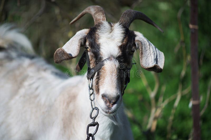 Goat for Milk Production at Farm Field Stock Photo - Image of animal ...