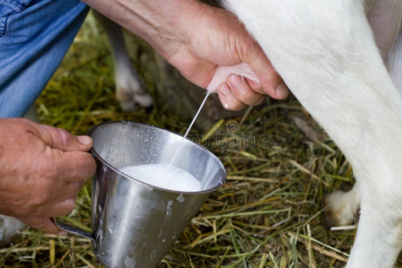 Milking a goat stock photo. Image of countryside, cute - 74637556