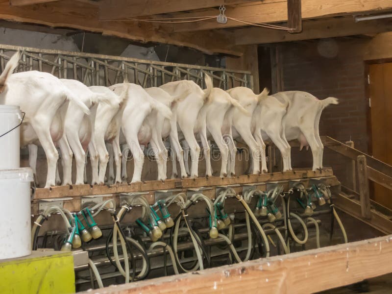 Goat milking stock image. Image of milk, white, industrial - 45664949
