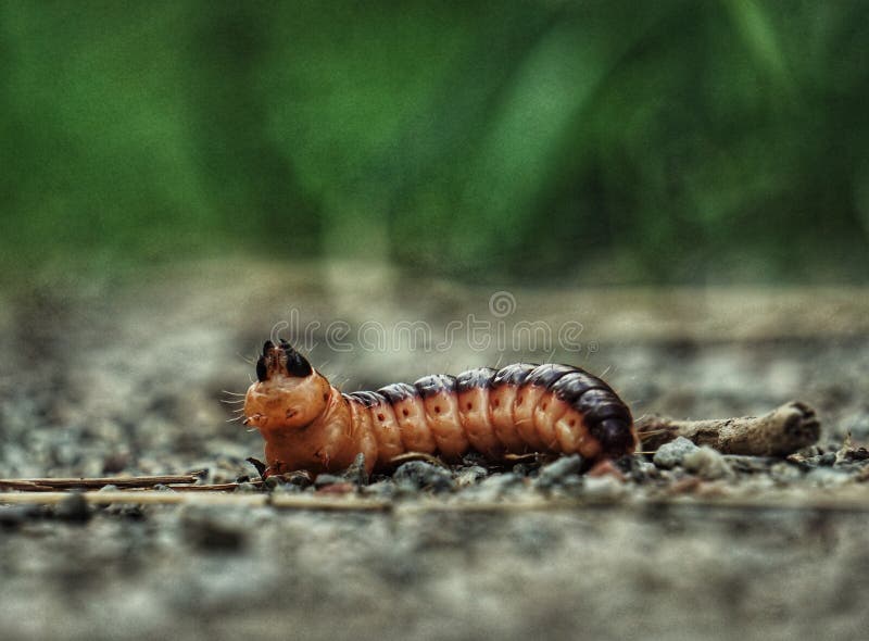 Goat Moth on the Grown during Day Stock Image - Image of grown, moth ...