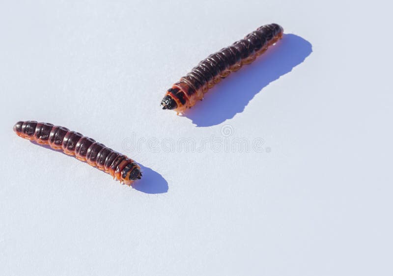 Goat moths stock image. Image of spotted, butterfly, shadow - 61616623