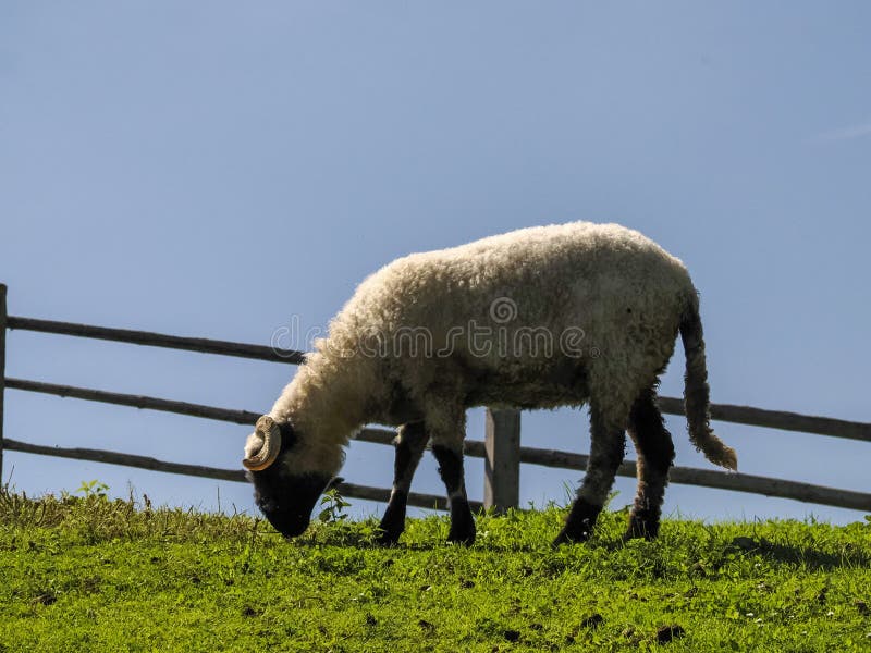 Sheep Goat in Mountain Farm in Dolomites Stock Photo - Image of ...