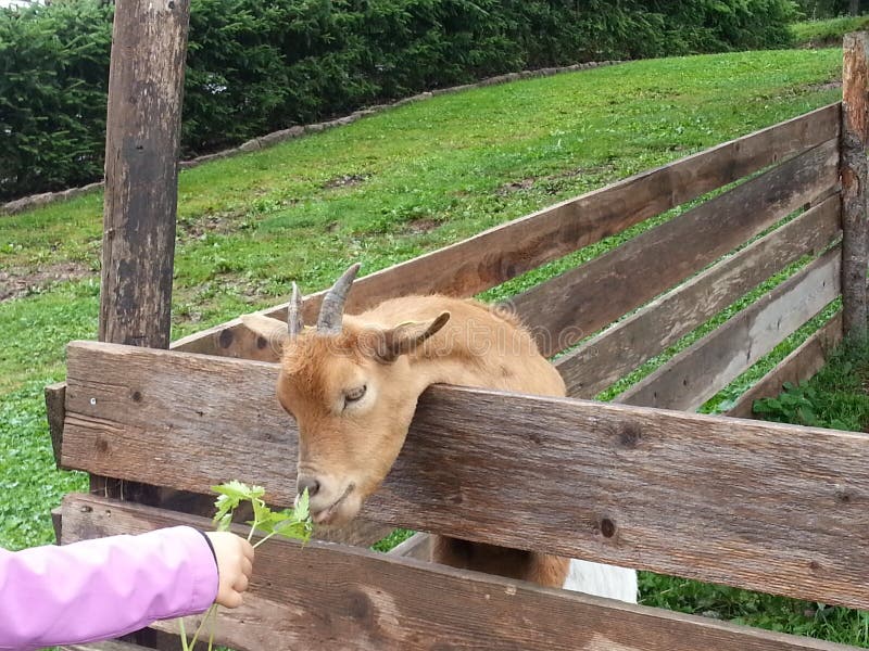 Goat in a mountain hut stock photo. Image of dolomiti - 43469502