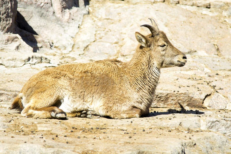 Goat stock image. Image of lying, goat, ground, front - 54217511