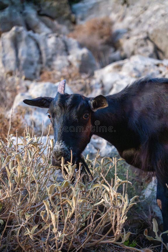 Goat in the Mountains of Crete Stock Photo - Image of freedom, cheese ...