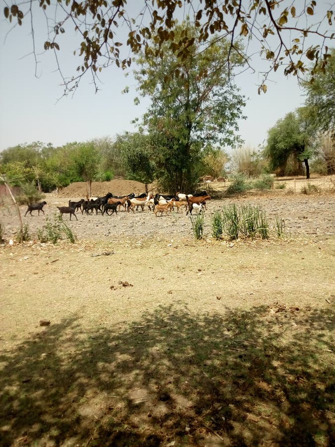 Goat move in fealead stock image. Image of fealead, moving - 114330295