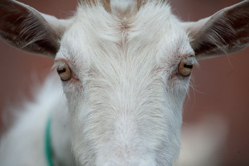 Goat muzzle closeup stock image. Image of peruvian, animal - 205300483