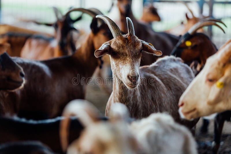 Goat is Natural Farm. Natural Light. Stock Photo - Image of front ...