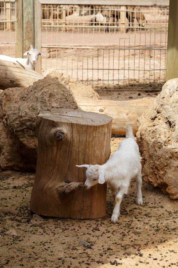 Goat in Natural Park stock image. Image of sheep, herbivore - 72723713