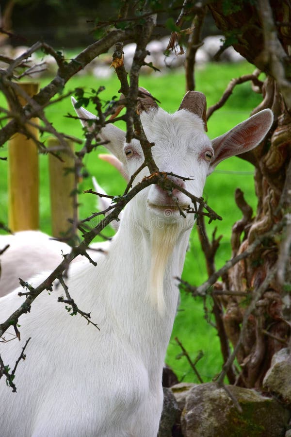 Goat Nibbling Bark from Tree Trunks Stock Image - Image of country ...