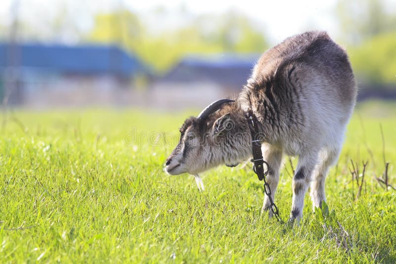 Goat Nibbling Bark from Tree Trunks Stock Image - Image of country ...
