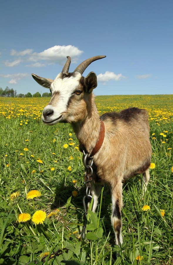 Goat stock photo. Image of head, pasture, spring, meadow - 31502478